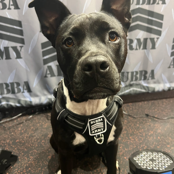 Back By Popular Demand! #doglife Bubba Army Custom Dog